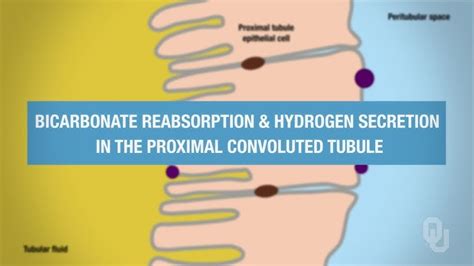 33 Proximal Convoluted Tubule Diagram Katrinonish
