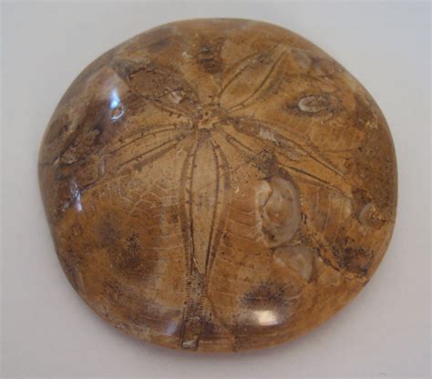 Class Echinoidea Fossil