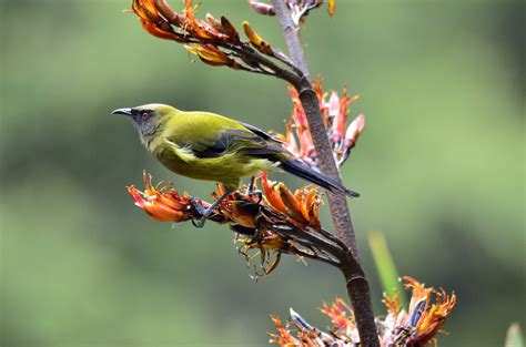 Birds And Seed Dispersal Liba Pejchar