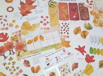 Autumn Leaf Activity Pack Color Sorting Leaf Anatomy Leaf Rainbow Flashcards