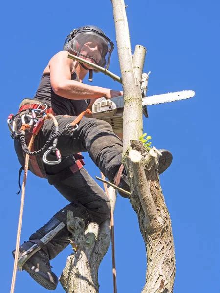Female Arborist Balances Top Tree Ready Cut Branches Stock Photo By Diverroy 210272104