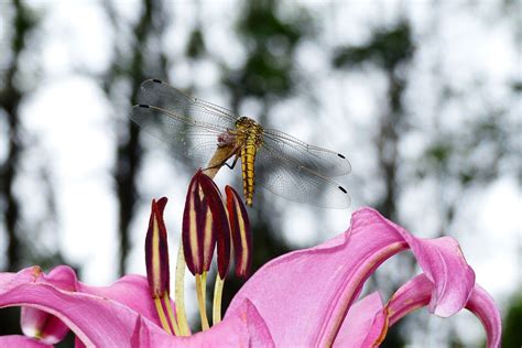 잠자리 꽃 암술 Pixabay의 무료 사진