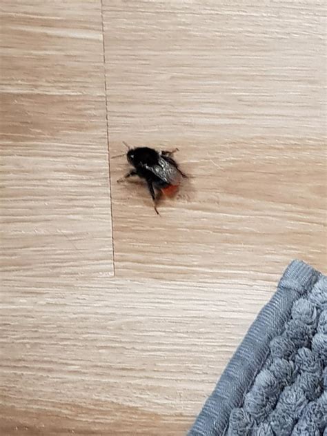 What The Fuck Is This About Inches Long R Insects