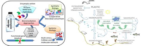 Application Of Enzymatic Action For Microbial Degradation Of Plastic Download Scientific