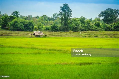 녹색 배경으로 쌀 농장에 티는 평화로운 지 평온한 녹색 쌀 필드와 농부의 오두막 배경입니다 0명에 대한 스톡 사진 및 기타 이미지 Istock