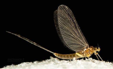 Female Baetidae Blue Winged Olive Mayfly Dun Pictures