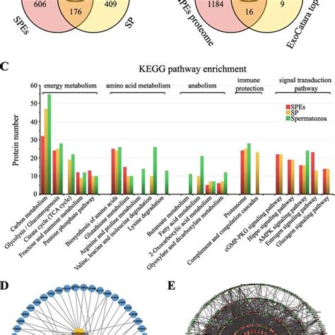 Comprehensive Proteome Profile Analysis Of Sperm Seminal Plasma Sp Download Scientific