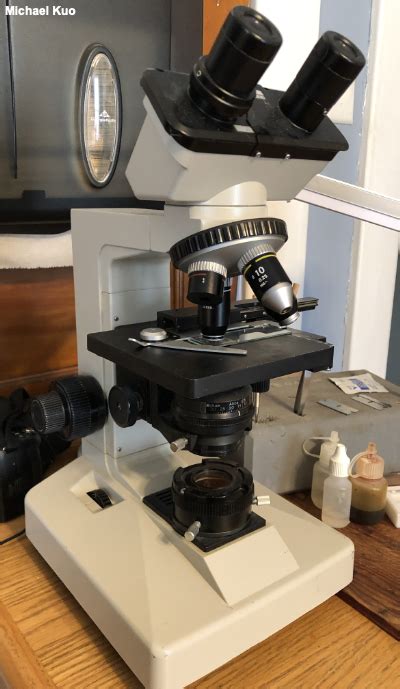 Fungi Under Light Microscope
