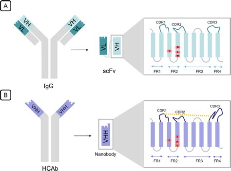 The Differences Of Scfv And Nanobody In Structure A Conventional Igg Download Scientific