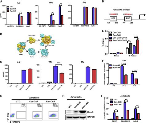 enforced expression of runx3 improved car t cell potency in solid tumor