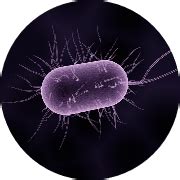kullanıcı: bifidobacterium - ekşi sözlük