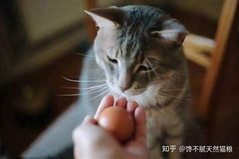 7大有助于猫咪“美毛”的食物，胜过美毛粉！ 知乎