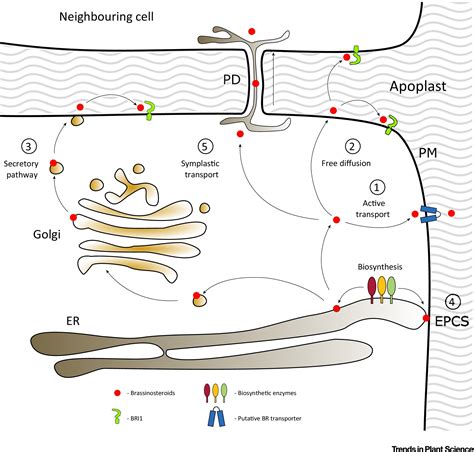 Brexit Possible Brassinosteroid Export And Transport Routes Trends In