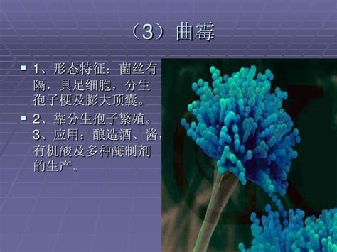 黑曲霉结构 图库 五毛网
