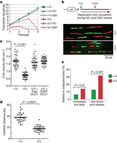 Rfcctf18 Controls Global Replication Dynamics And Promotes Fork Download Scientific Diagram