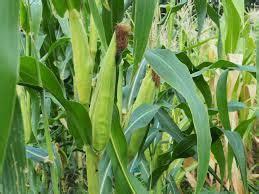 Maize Yield Estimation Object Detection Dataset And Pre Trained Model By Yield Estimation