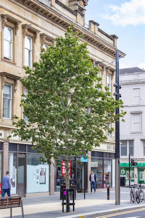 Integrated Tree Pit System For Urban Avenue In Glasgow GreenBlue Urban Ltd ESI External Works