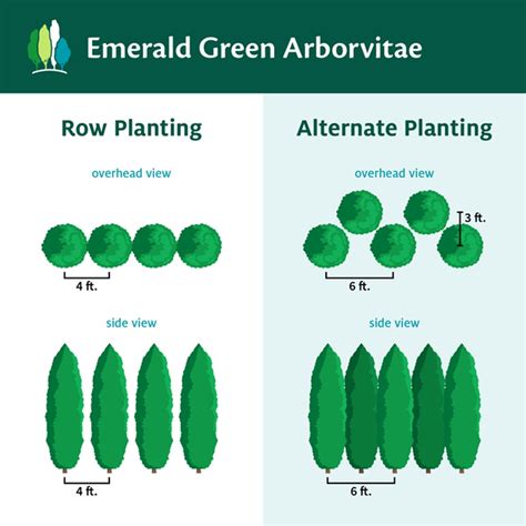 Emerald Green Arborvitae Spacing And Growth Rate