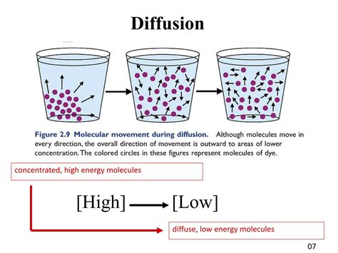 Osmosis Diffusion Presentation PPT