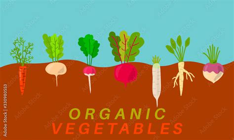 Organic Vegetables Garden Growing Vegetable Gardening Sketch Plants Showing Root Structure