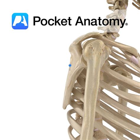 Scapula Infraspinous Fossa Pocket Anatomy