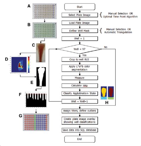 Image Processing Algorithm For A 96 Well Hemagglutination Inhibition