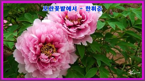모란꽃밭에서 한휘준 Youtube
