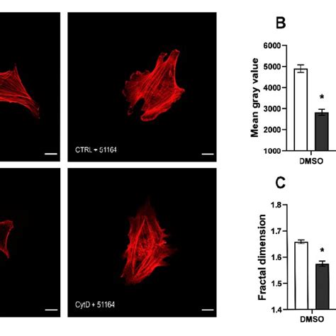 51164 Protects Actin Filaments In Cytochalasin D Treated Fibroblasts
