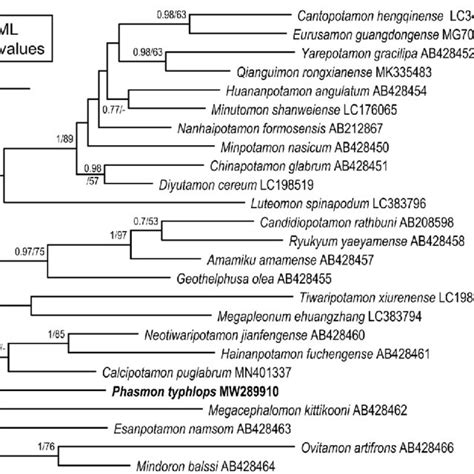 Bayesian Inference Bi Tree Of 16s Rdna For The China East Asian Download Scientific Diagram