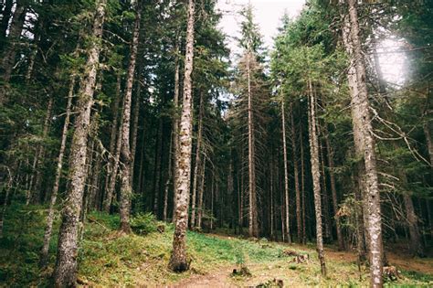 내부로 이어지는 경로가 있는 키가 큰 나무가 심어진 울창한 숲 0명에 대한 스톡 사진 및 기타 이미지 0명 깊은 나무 Istock