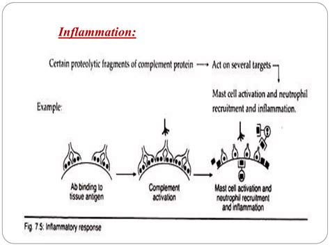 Complement System Pptx PPT
