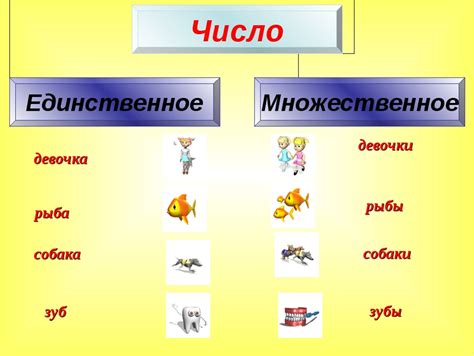 Множественное число имен существительных Область знаний английский язык Тип материала