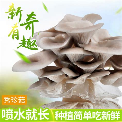 秀珍菇和凤尾菇秀珍菇出菇图片第2页大山谷图库