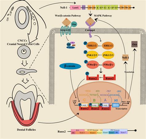 Nell 1s Expression Take Precedence In Cnccs Cranial Neural Crest