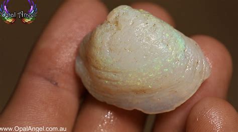 39ct Opalised Shell Fossil Crystal Opal Opal Angel