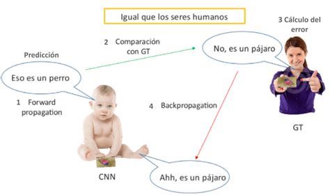 Entrenamiento De Una Red Neuronal En Deep Learning