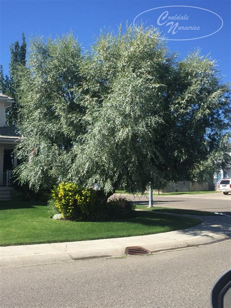 Database Coaldale Nurseries