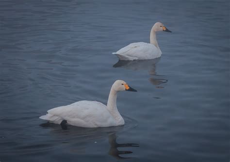 Swan Detection Object Detection Dataset And Pre Trained Model By Stepan Vysotskiy