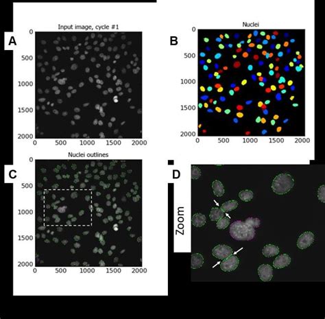Identify Nuclei As Primary Objects Figure 3 A Shows A Representative