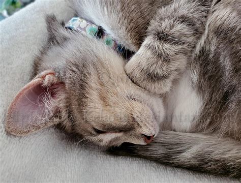 Kitty Curl Spring 2021 By Lady Kelaria On Deviantart