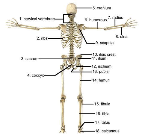 The Skeletal System Lesson 0385 Tqa Explorer