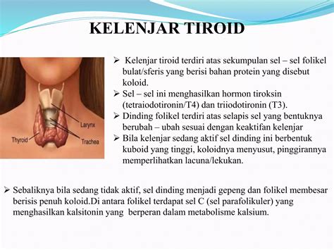 Hormon Tiroid Pptx