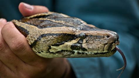 Florida Python Challenge A Fight To Curb Everglades Invasive Snakes