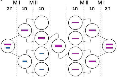 Sex Chromosome Aberrations Sex Chromosome Abnormalities