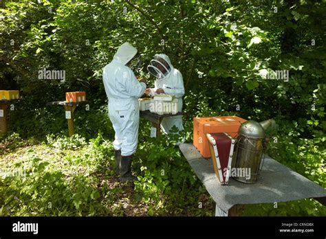 Checking Queen Bee Mating Hives Individuals Are Selected For Health To Reduce Swarming And To