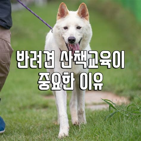 반려견 산책교육의 중요성 애견훈련소 반려견교육 강아지산책훈련 네이버 블로그