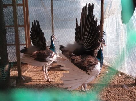 파이드 공작새 아성조 분양 네이버 블로그