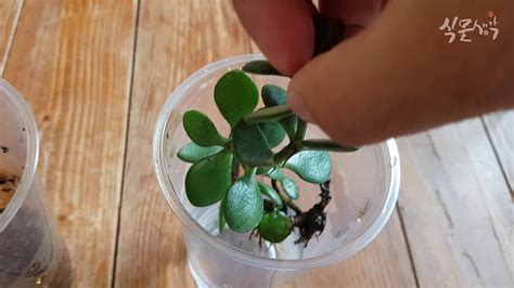 죽어가는 다육식물 이것만 알면 쉽게 살릴수 있다 네이버 Tv