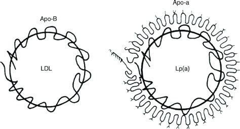 Lipoprotein A Structure Download Scientific Diagram