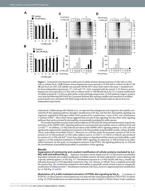 Solution Polysulfide Na2s4 Regulates The Activation Of Pten Akt Creb Signaling And Cytotoxicity